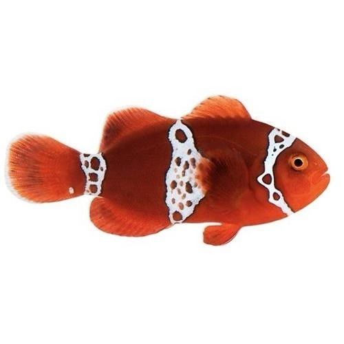Lightning Maroon Clownfish Live Captive Bred Saltwater Tank Fish | eBay