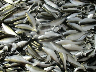 25ct REAL SHAD MIX 3" SASSY SWIMBAITS Bass Fishing Baits Saltwater ...