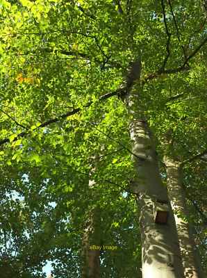 Photo 12x8 Beech tree near Torbay Hospital Torquay Looking up into the ...
