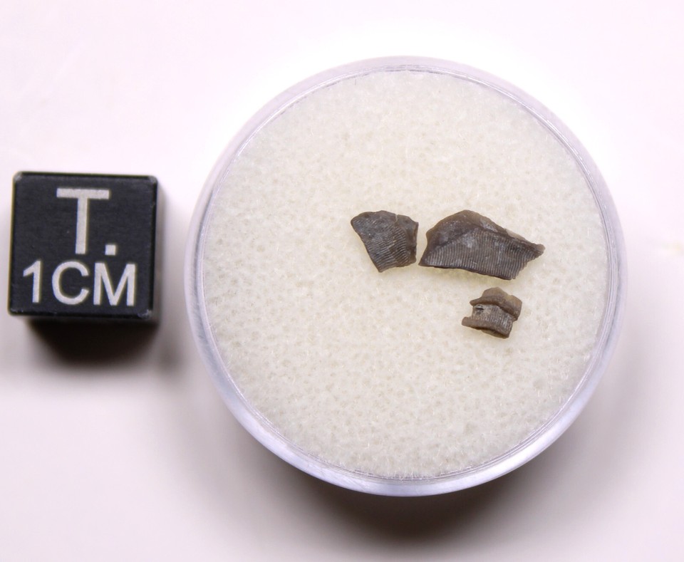 Lipsanocystis Devonian Rhombiferan Cystoid Plates Michigan Potter Farm ...