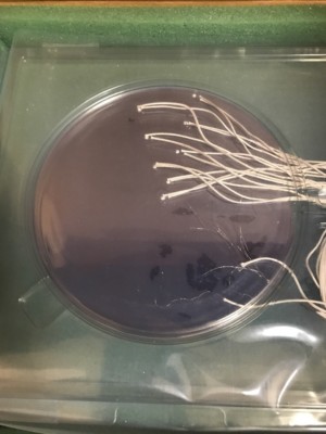 Semiconductor Manufacturing - Sensarray