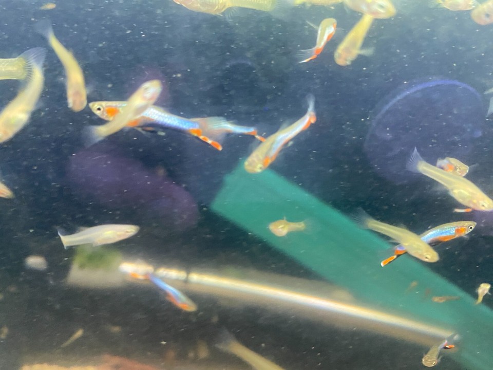 Blue Star Endlers 3 Pairs (2 Pair + 1 Free, 3M/3F total) + 3 BONUS FRY ...