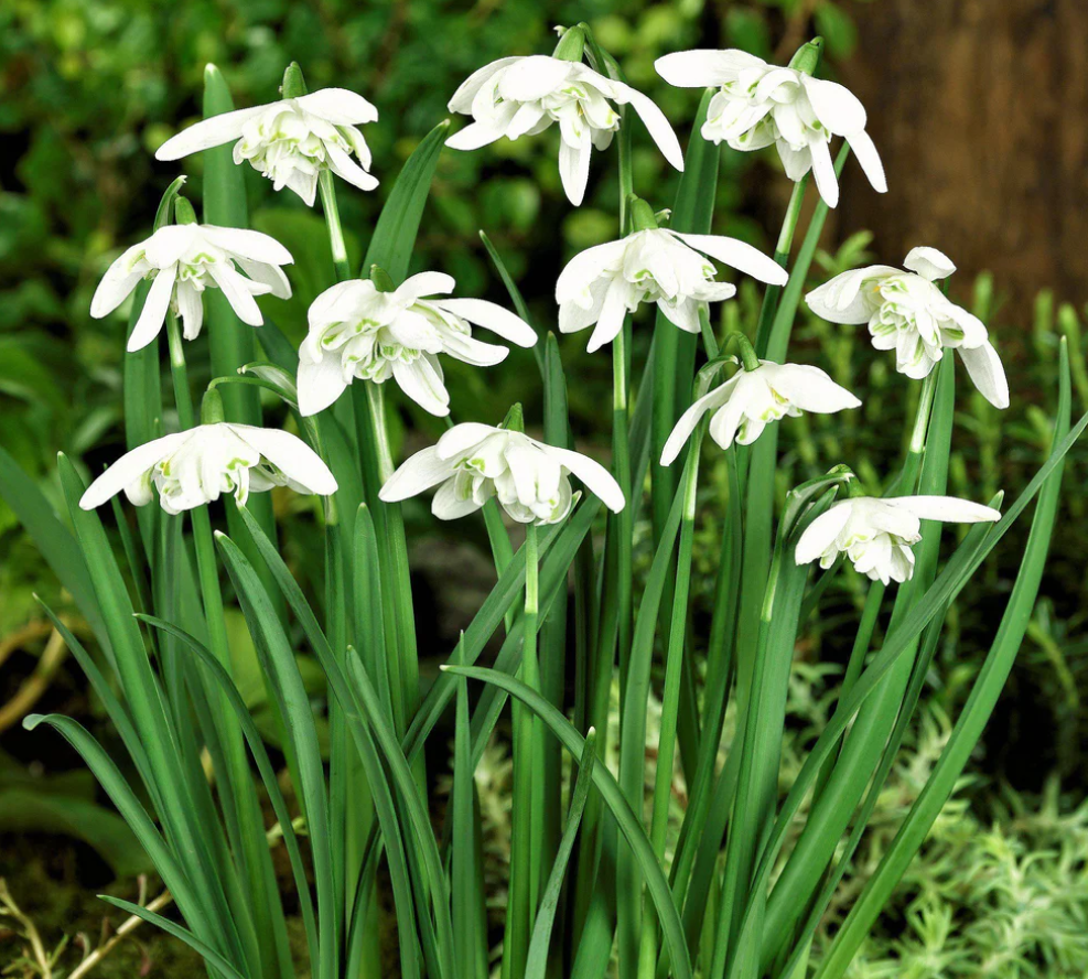 Double Snowdrops Bulbs – Set of 3 – Healthy Flowering Bulbs – Garden ...