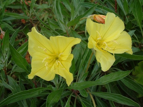 80 graines ONAGRE DU MISSOURI(Oenothera Missouriensis)G317 OZARK ...