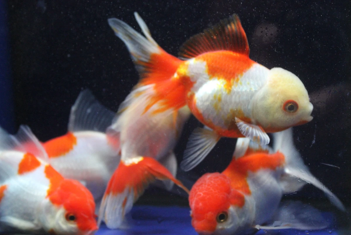 Red And White Oranda Goldfish