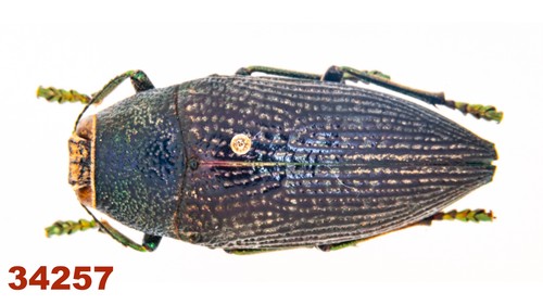 Buprestidae: Lampetis sp. A1, 26 mm, Pinned , 1 pc | eBay