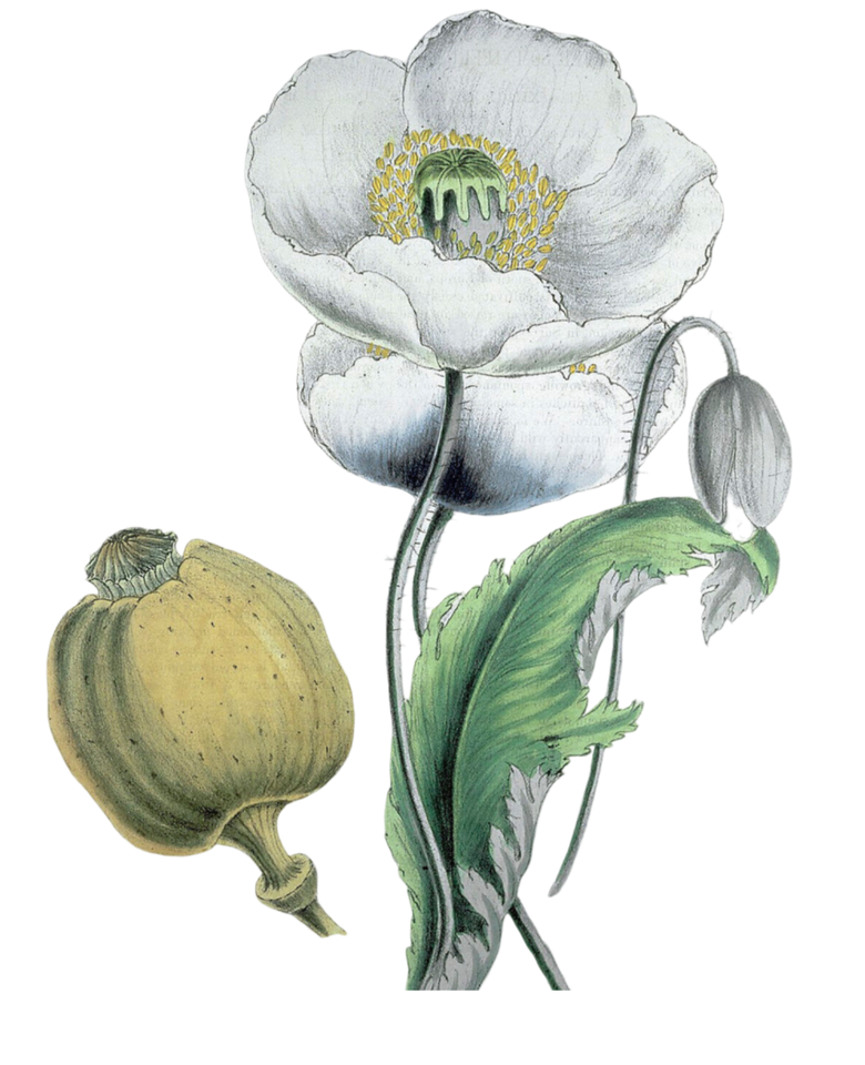 1,500 Blue Moon Poppy Seeds – P. Somniferum - Off White Blooms With ...