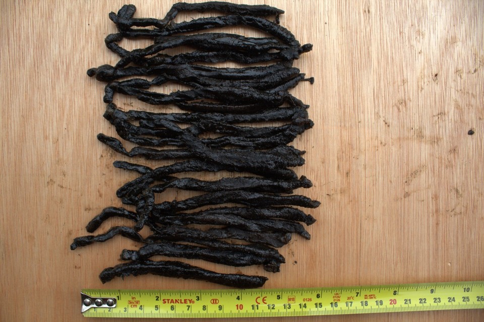 Small Preserved Lugworm Sea Fishing Bait (~25 in a pack)(Salted and ...
