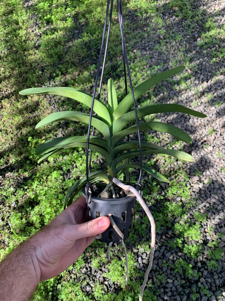 RON Vanda Orchid V. SM Delight MERICLONE FLOWERING SIZE 90mm Pot | eBay ...
