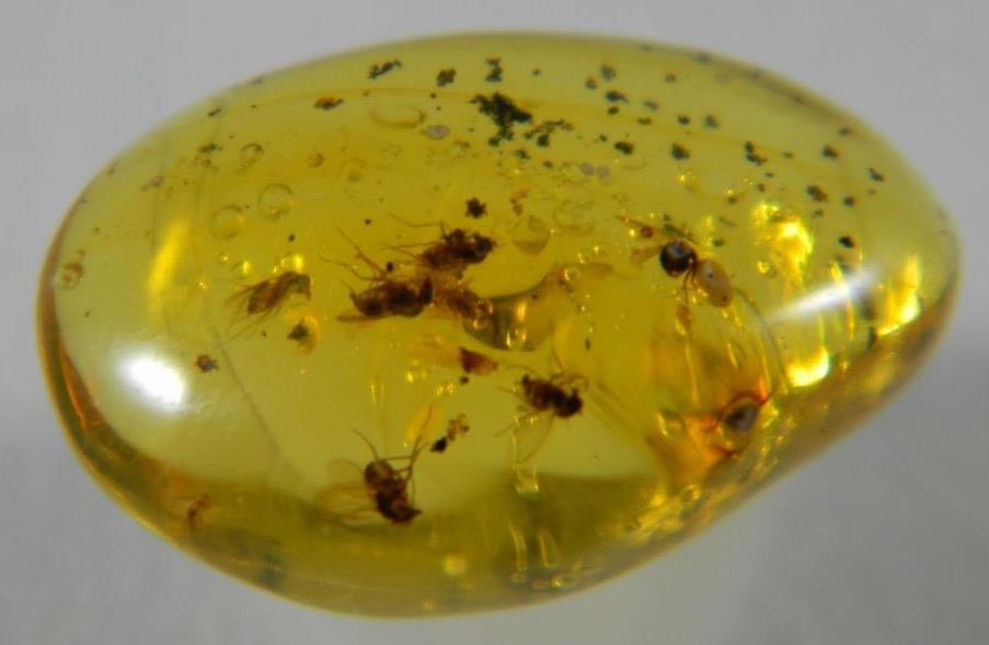 Amber Dominican Republic Flies Rare Insect Collectible Stone Gem 0.7g ...