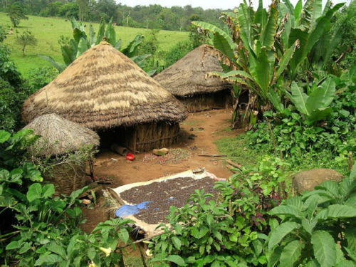 KENYA KARANI PEABERRY COFFEE BEANS MEDIUM ROASTED 2 POUNDS IN 1 POUND ...