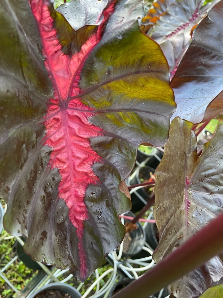 Colocasia Redemption / Elephant Ear – Large 1 Gallon Size - Largest on ...