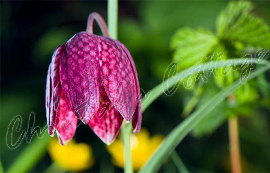5 FRITILLARIA MELEAGRIS SNAKE’S HEAD CHEQUER LILY BULB CORM AUTUMN ...