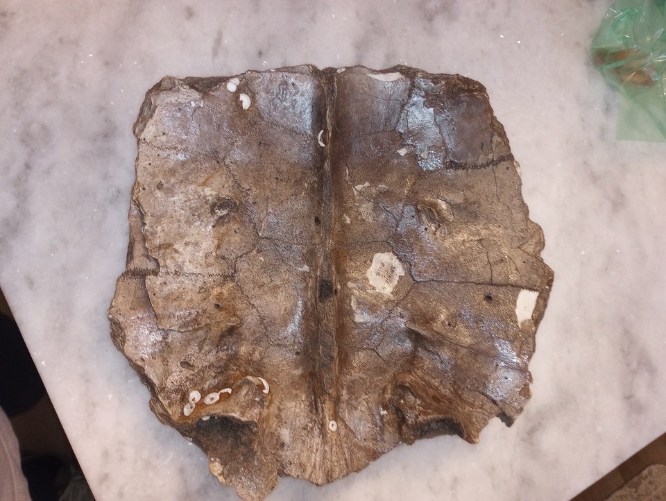 Fossilized Prehistoric Turtle Shell Carapace. | eBay
