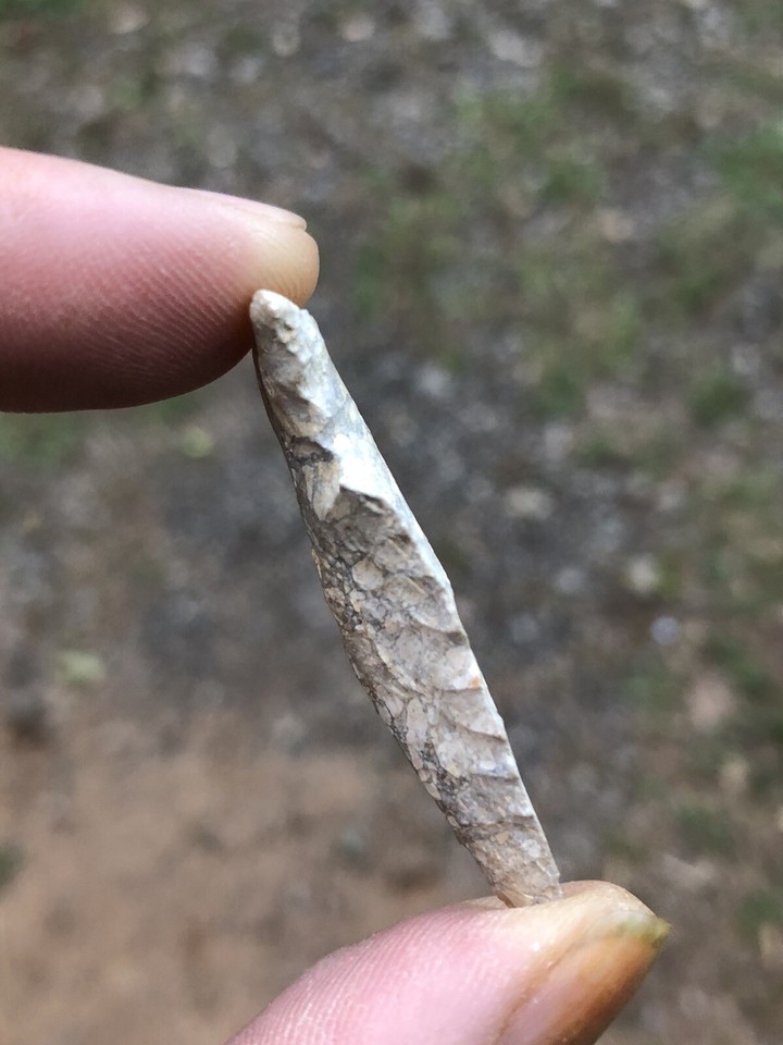Bolen Bevel Authentic Georgia Florida Native American Artifacts ...