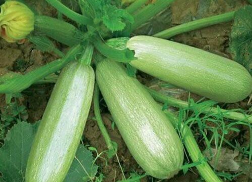 LEBANESE ZUCCHINI 20+ Seeds High Germination rate Heavy Produce ...
