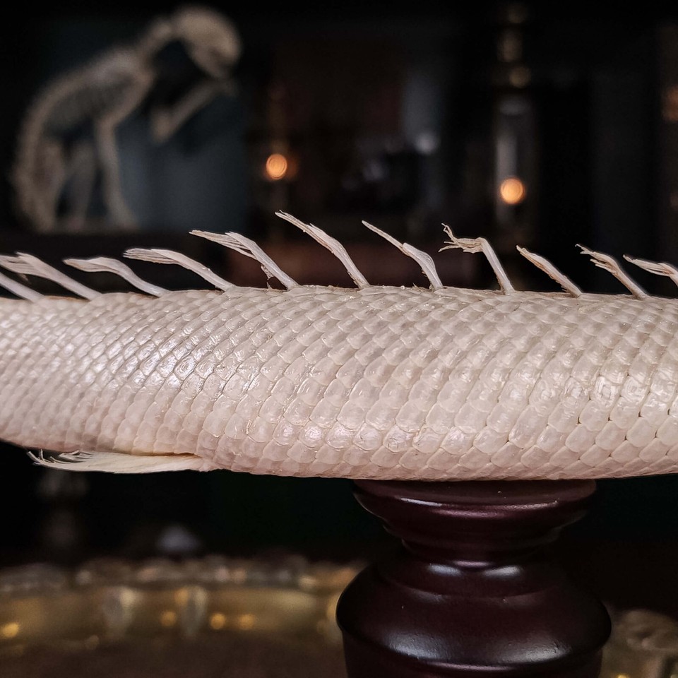 Real Mottled Bichir skeleton, Polypterus Weeksii, real fish skeleton ...