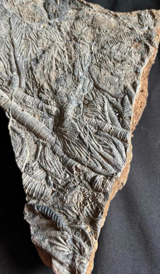 Fossils of crinoids Natural Devonian prehistoric Jurassic biota ...