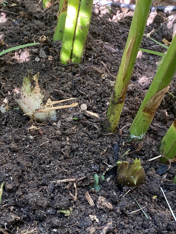 Myoga Ginger Plants ミョウガ 茗荷 Zingiber Mioga Japanese ginger from ...