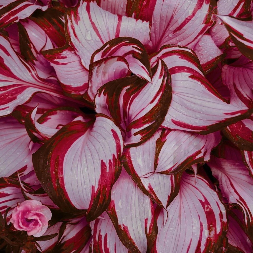 Hosta Seeds - 200 Red Hosta Plants with White Inner Leaves& Red Wavy ...