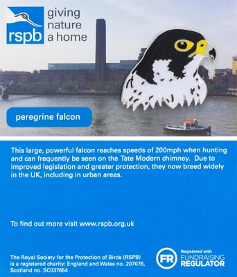 RSPB Pin Badge GNaH Peregrine Falcon (head) Special P01352 | eBay UK