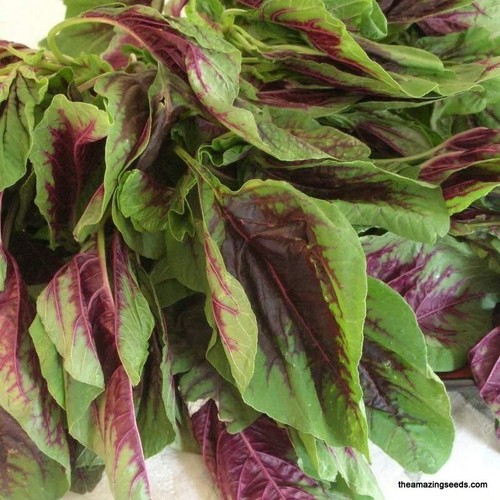 2 Green + 2 Red Amaranth Seeds Chinese Spinach (4 varieties X300 Seeds ...