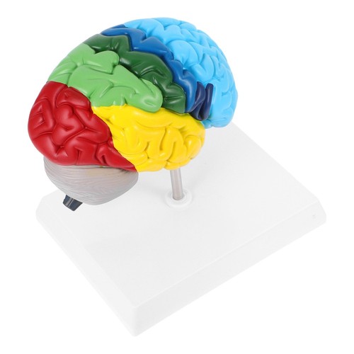 Brain Anatomy Models for Medical Students 3d Human | eBay
