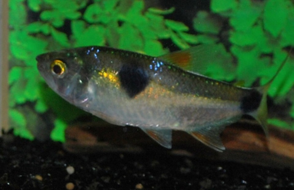 3 Exodon Bucktooth Tetra RARE Awesome Live fish in schools and species ...