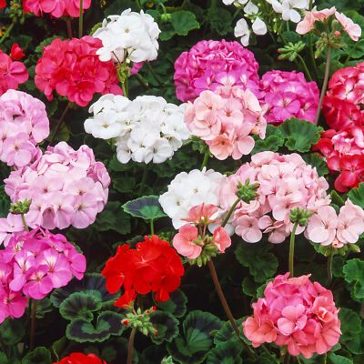 Geranium F1 Horizon Mix | Colourful Flowering Garden Ready Bedding ...