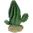 Komodo Cactus Plant Columnar 1 Each/5.9 in By Komodo | eBay