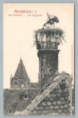 Stork Nest on Alsatian Chimney STRASBOURG France Antique Bird Postcard ...