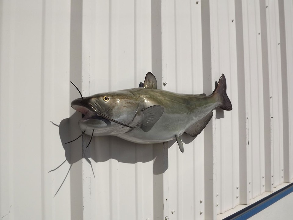 31" Channel Catfish Half Mount Fish Replica - Quick Production | eBay
