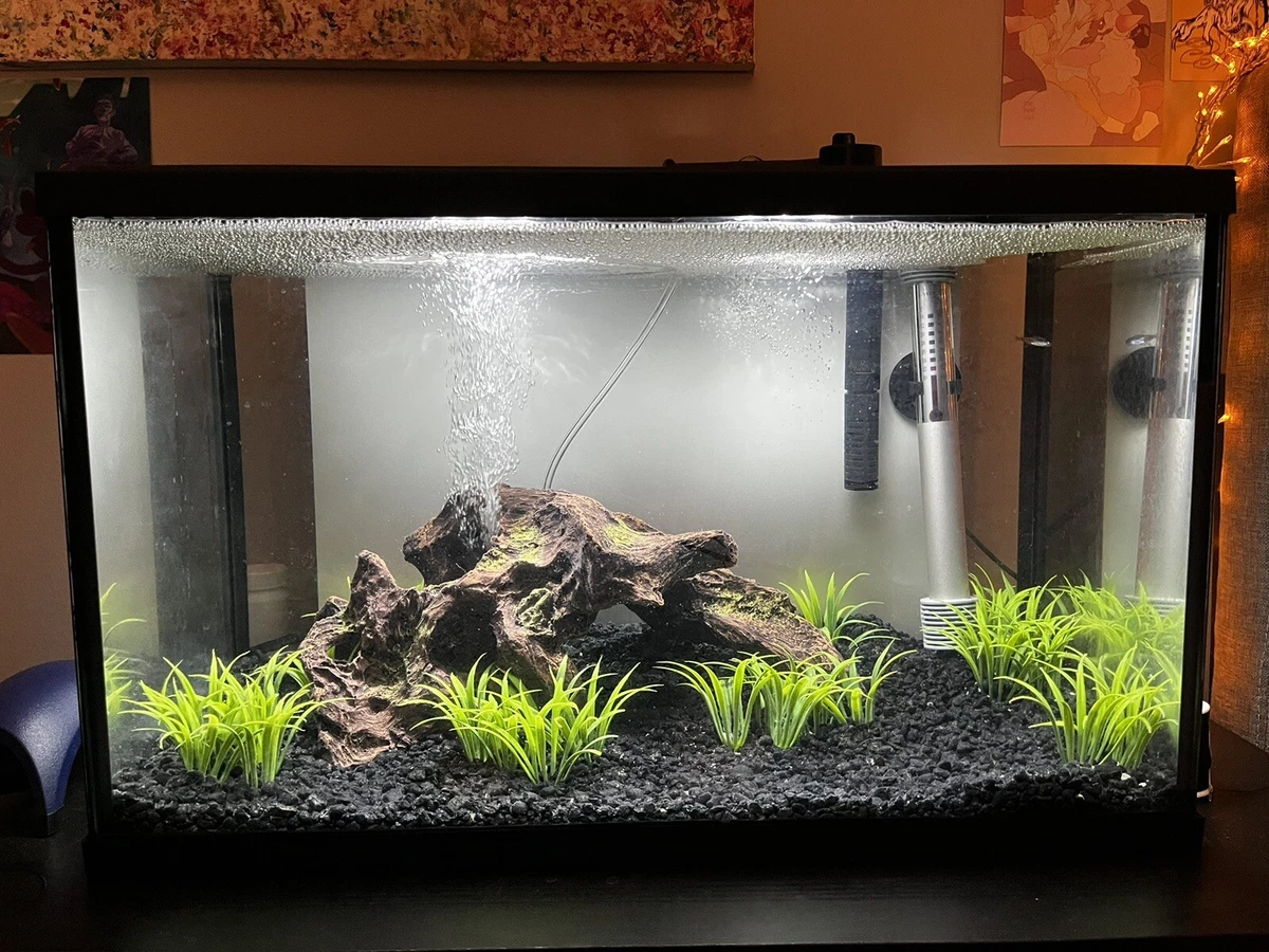 10 Gallon Aquarium Dimensions Size Setup Ideas Kit Tips 44 OFF 10 Gallon Aquarium Dimensions Size Setup Ideas Kit Tips 44 OFF