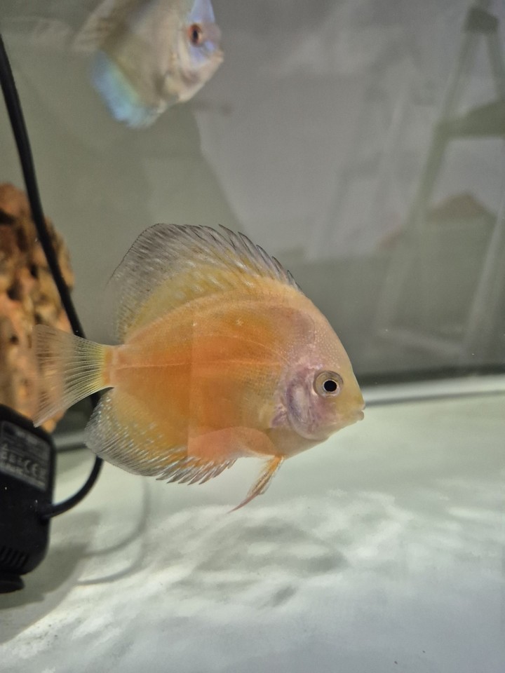 Pack of 3 - Golden Sunrise Discus Fish 3.5in -4.0in Shipping Overnight ...