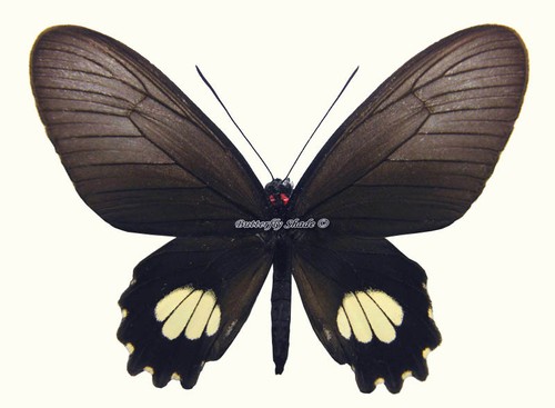 Unmounted Butterfly/Papilionidae - Parides aeneas bolivar, FEMALE, Peru ...