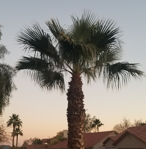 Washingtonia Fan Palm Tree Seeds ( 20) | eBay