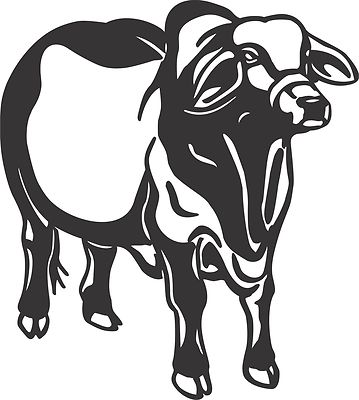 Brahman Bull Sticker 200 x 180 Quality Stickers UV rated | eBay Australia