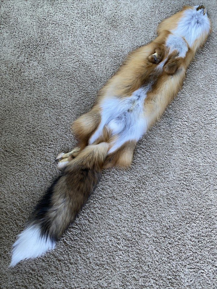 Ranch Red Fox Fur Hide Pelt Tanned Top Quality Wild Country Furs | eBay