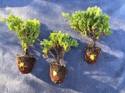 3 Young Juniper Bonsai Procumbens Nana Tree Ready to Train Live 4-5 ...