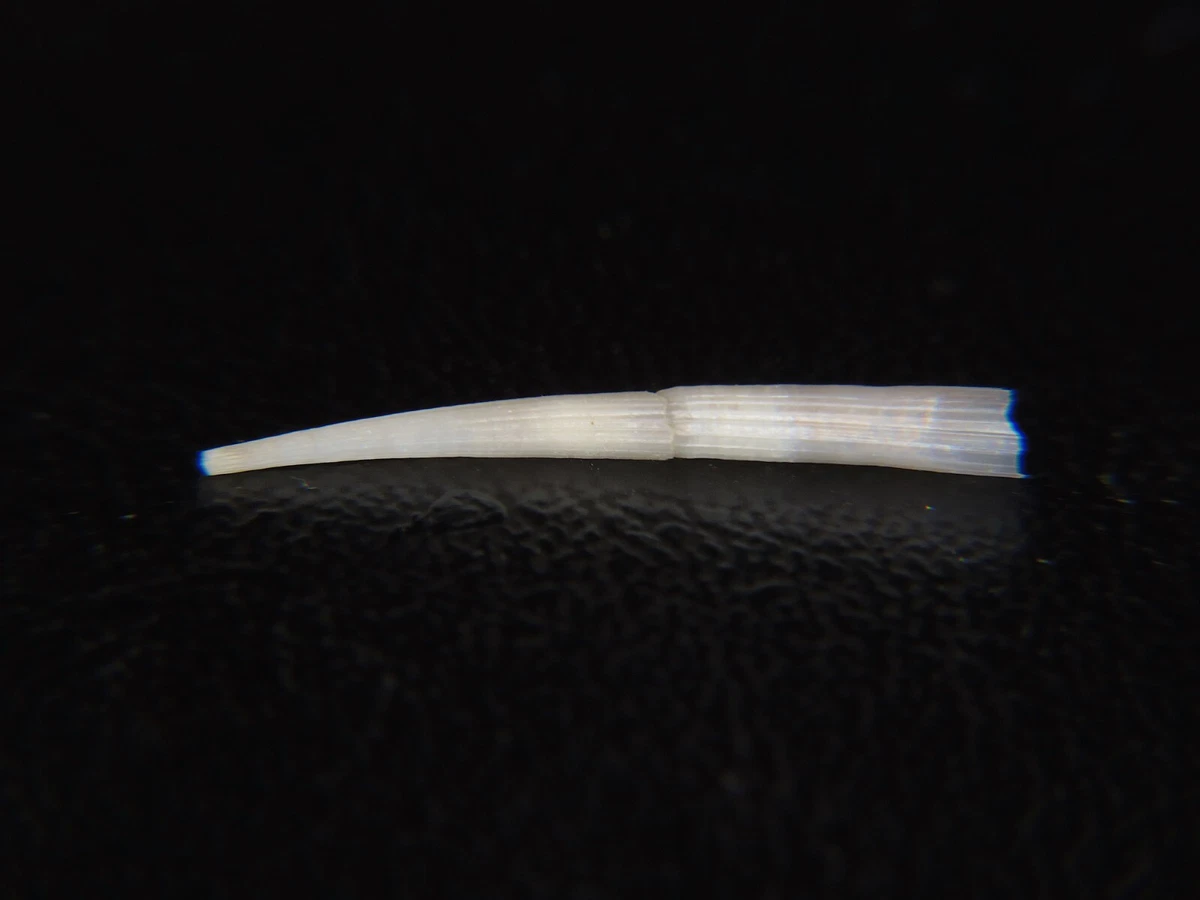 Dentalium Tusk Shell