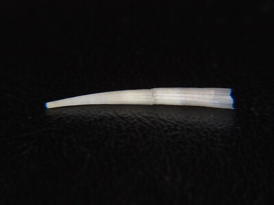 DENTALIUM COMPLEXUM:HAW'N ENDEMIC TUSK SHELL FROM ONLY EXTREME DEPTHS ...