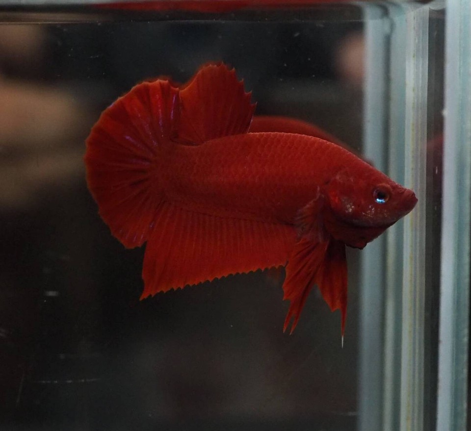 Breeding Pair of Betta Fish Super Red male and female Quality Grade ...