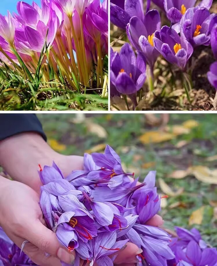 20 EXOTIC RARE CROCUS SEEDS for garden flower beds plant bush USA ...