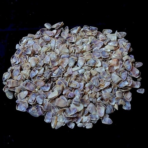 Brown Coquina Clam Shells For Crafts Art Decor Natural Sea Shell approx ...