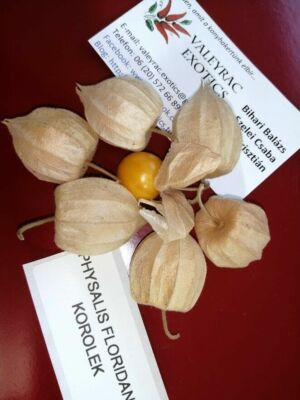 Korolek Ground Cherry - Physalis floridana - 10+ seeds - Heirloom Seeds ...