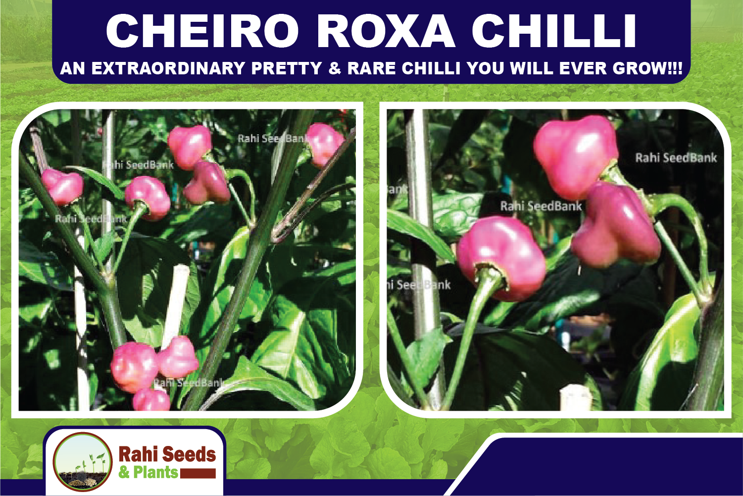 Cheiro Roxa Chilli - An Extraordinary Pretty & Rare Chilli You Will ...