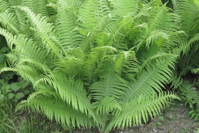 20 Lady Fern Roots - Athyrium filix-femina - Bare Roots | eBay