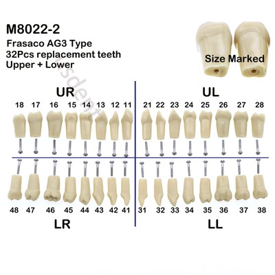 Restorative Typodont Teeth Dental Frasaco AG3 Type 32Pcs Removable ...
