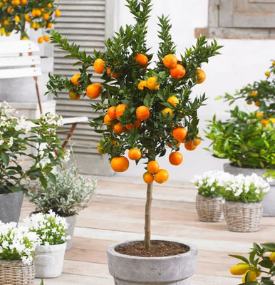 Valencia Orange Tree - 36"-48" Tall - Mature Fruiting Plant In Tall ...