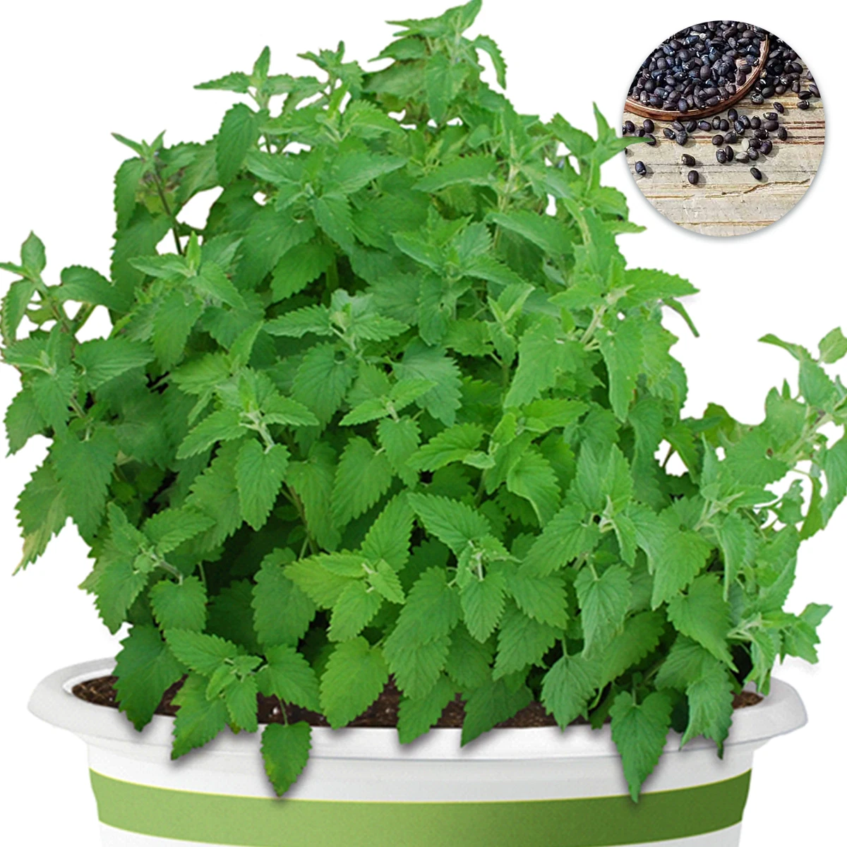Catnip Plant In Pot